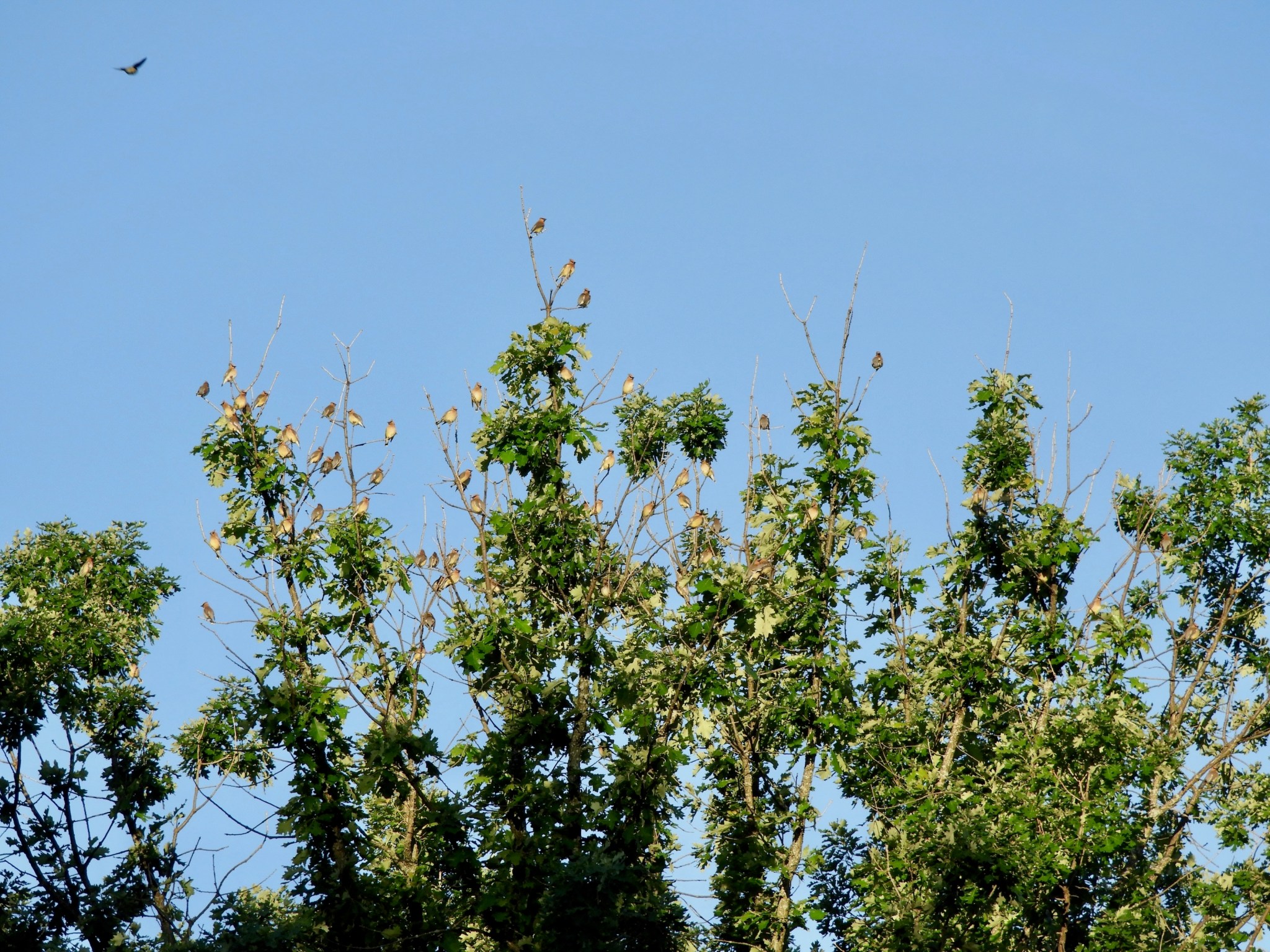 Field Notes from the 2026 Cedar Waxwing Gathering in Isham Park – Birds ...
